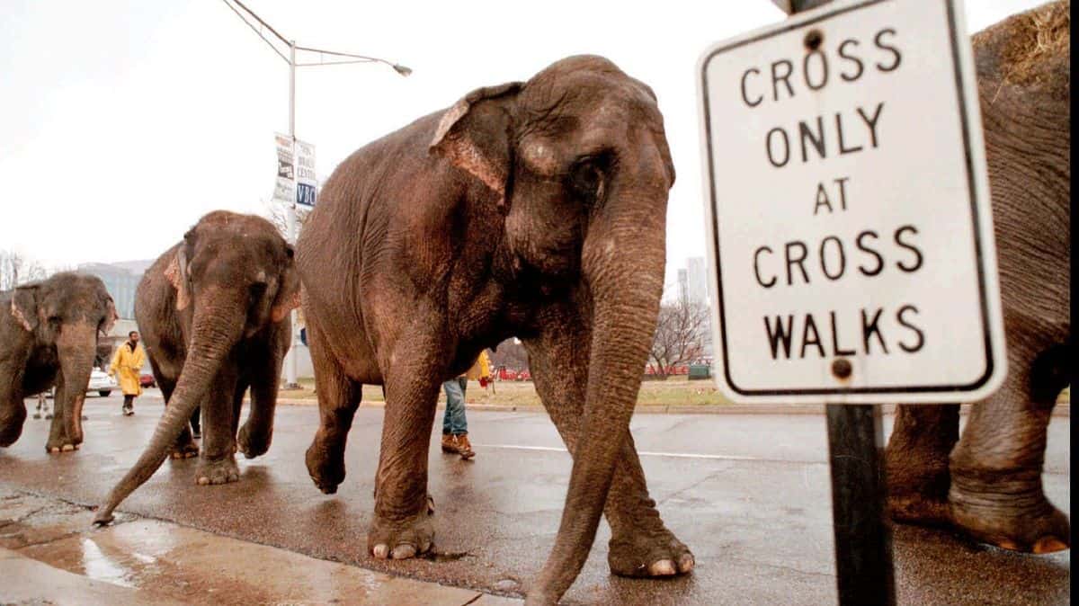 The Show Must Go On? Circus Continues at County Center | Yonkers Times